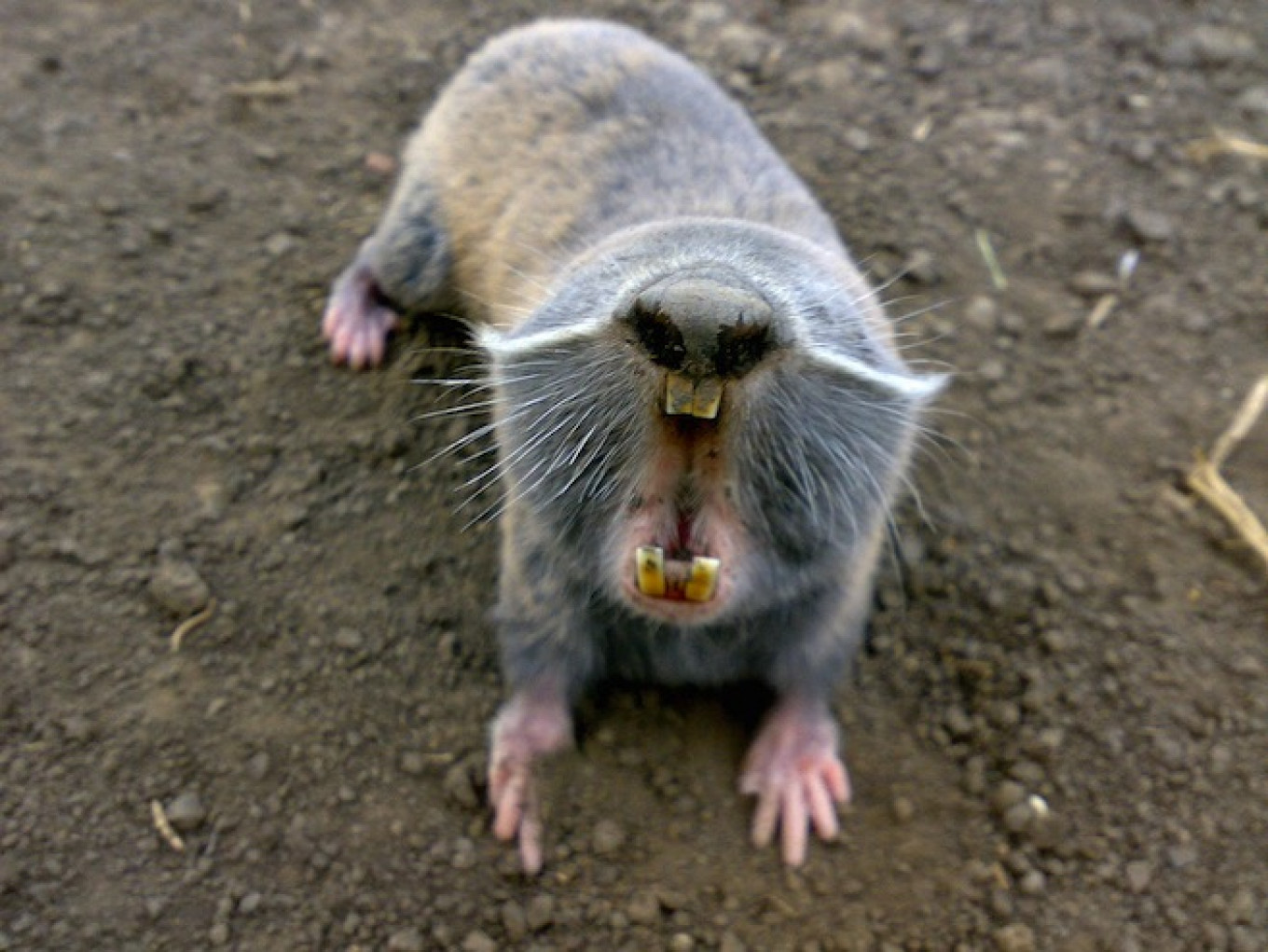 Seven Unique Animals You'll Only Find in Russia