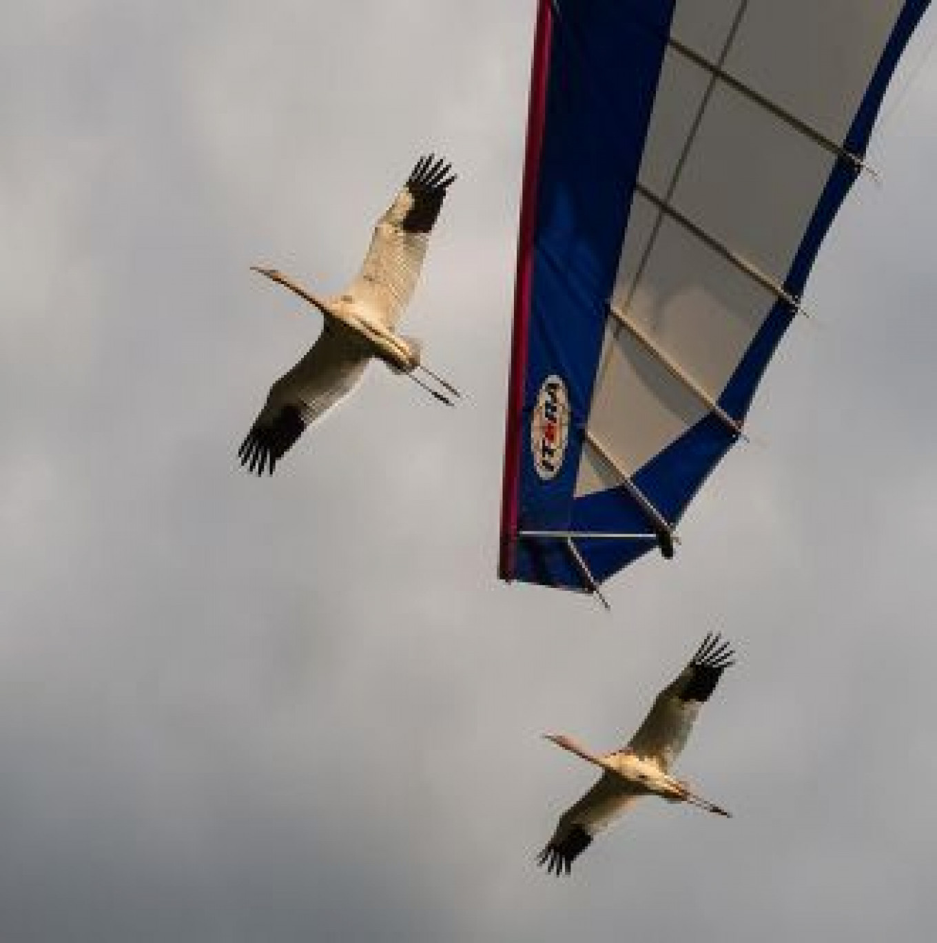 Putin Might Hang Glide With Cranes