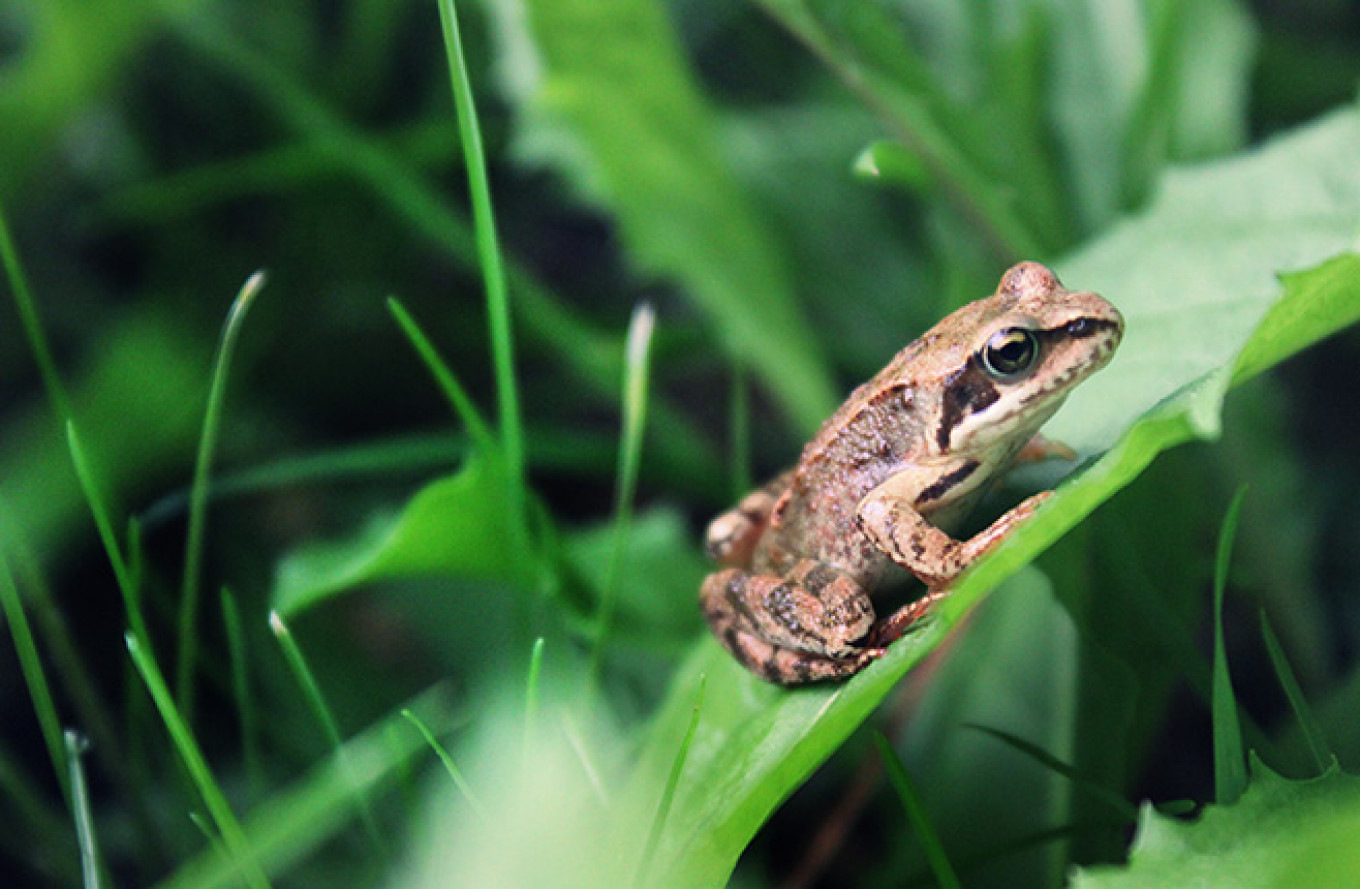 Frogs Predict Russian Victory in Euro 2016 Opener