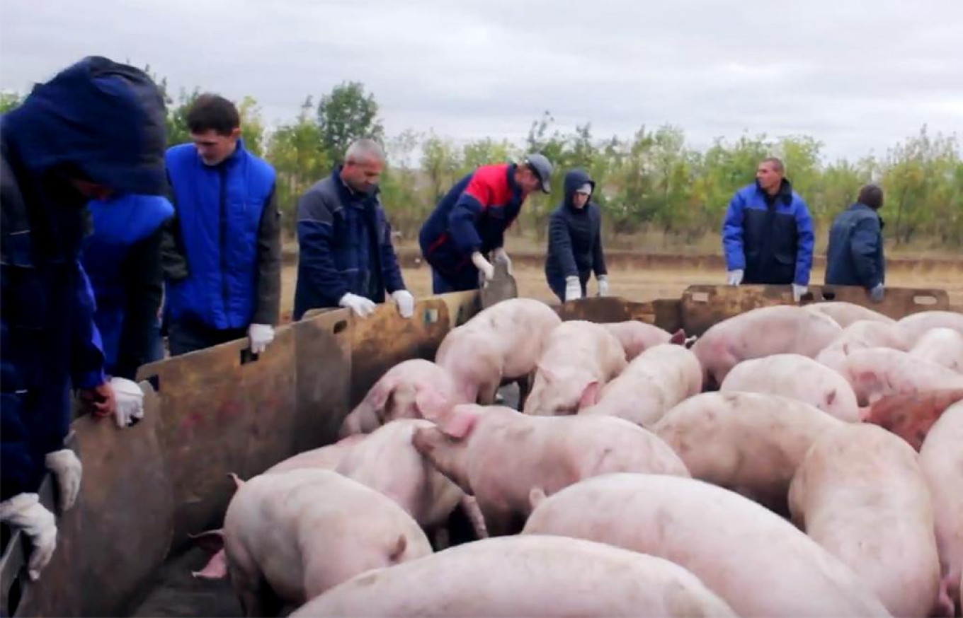 Pig Protest in Southern Russia Blocks Highway to Kazakhstan