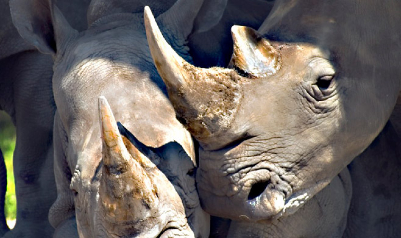 Siberian Rhino Spear Expands Ancient Mankind's Range