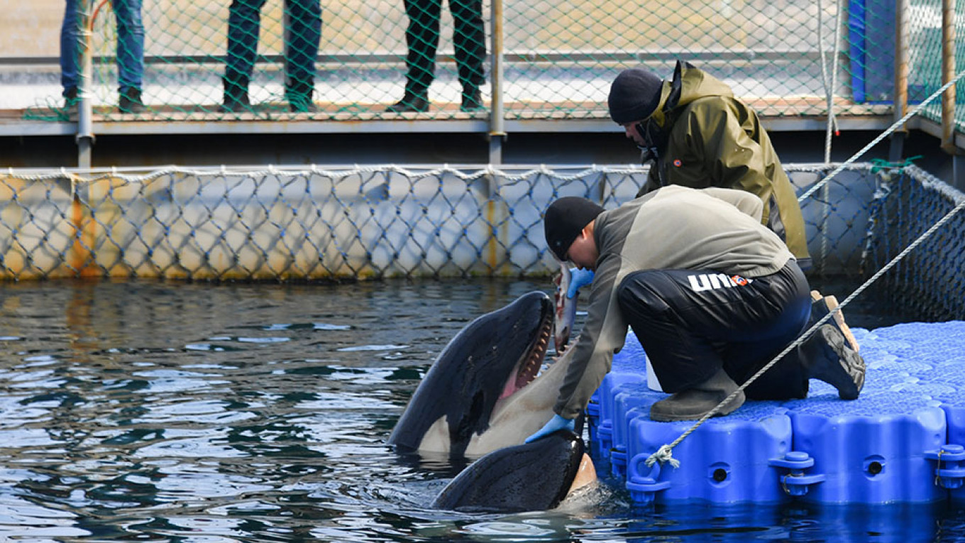 Russia Releases Last of Captured Whales Into the Wild - The Moscow Times