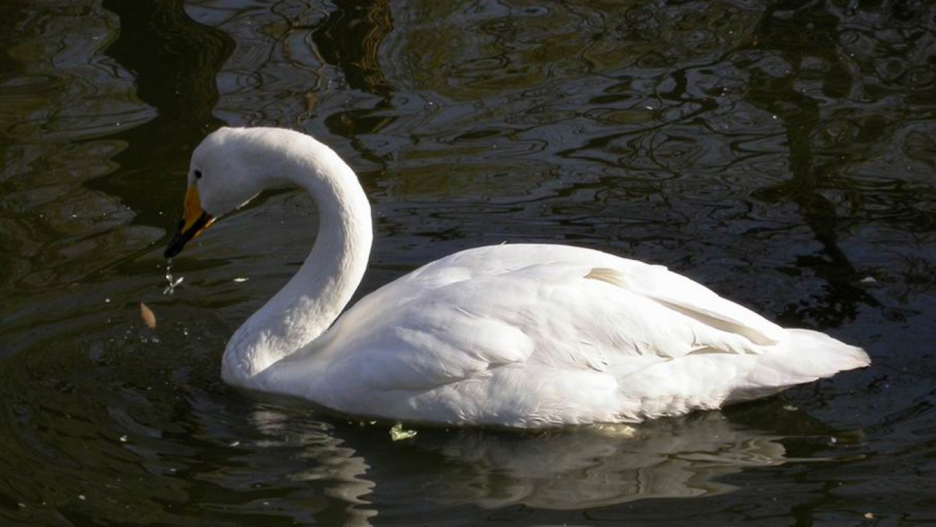 Rare Swans Spotted in Russia After Century-Long Absence