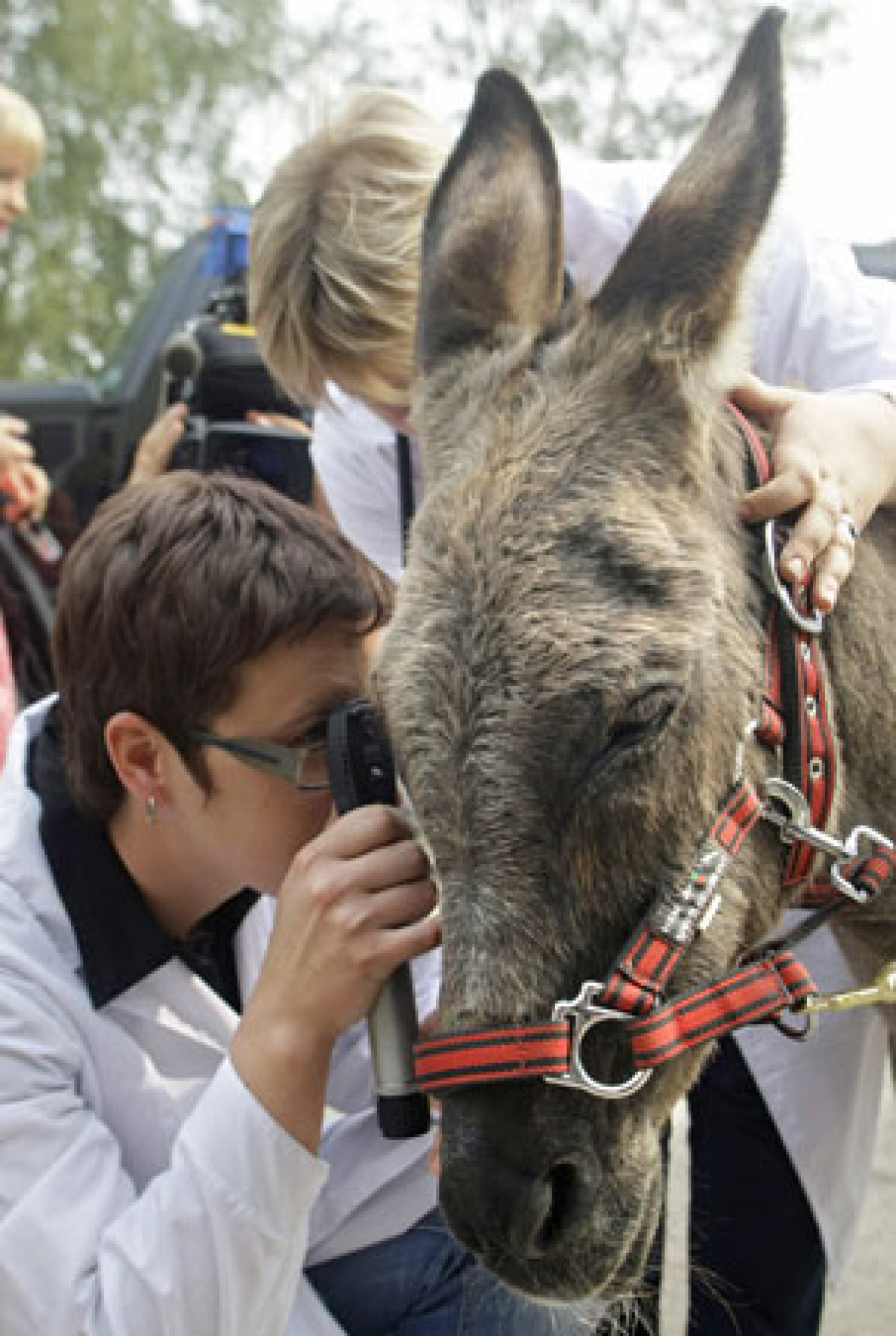 Parasailing Donkey to Fly No More