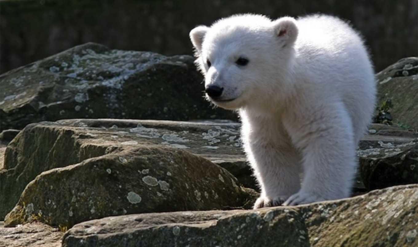 Russian Army Pilots Rescue Lone Polar Bear Cub in Arctic