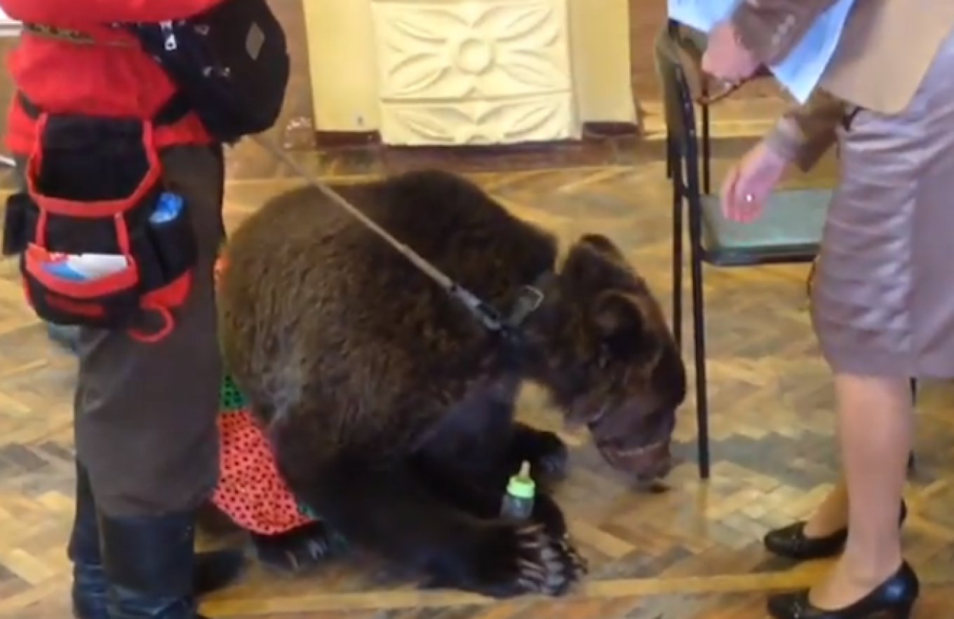 Bear Boosts Local Voter Turnout in Russian Regional Election (Video)