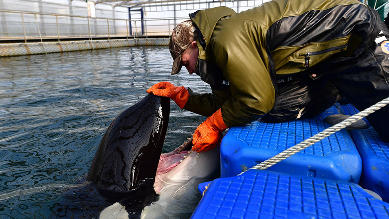 Russian ‘Whale Jail’ Company Slapped With $900K Fine Over Orca Captures ...
