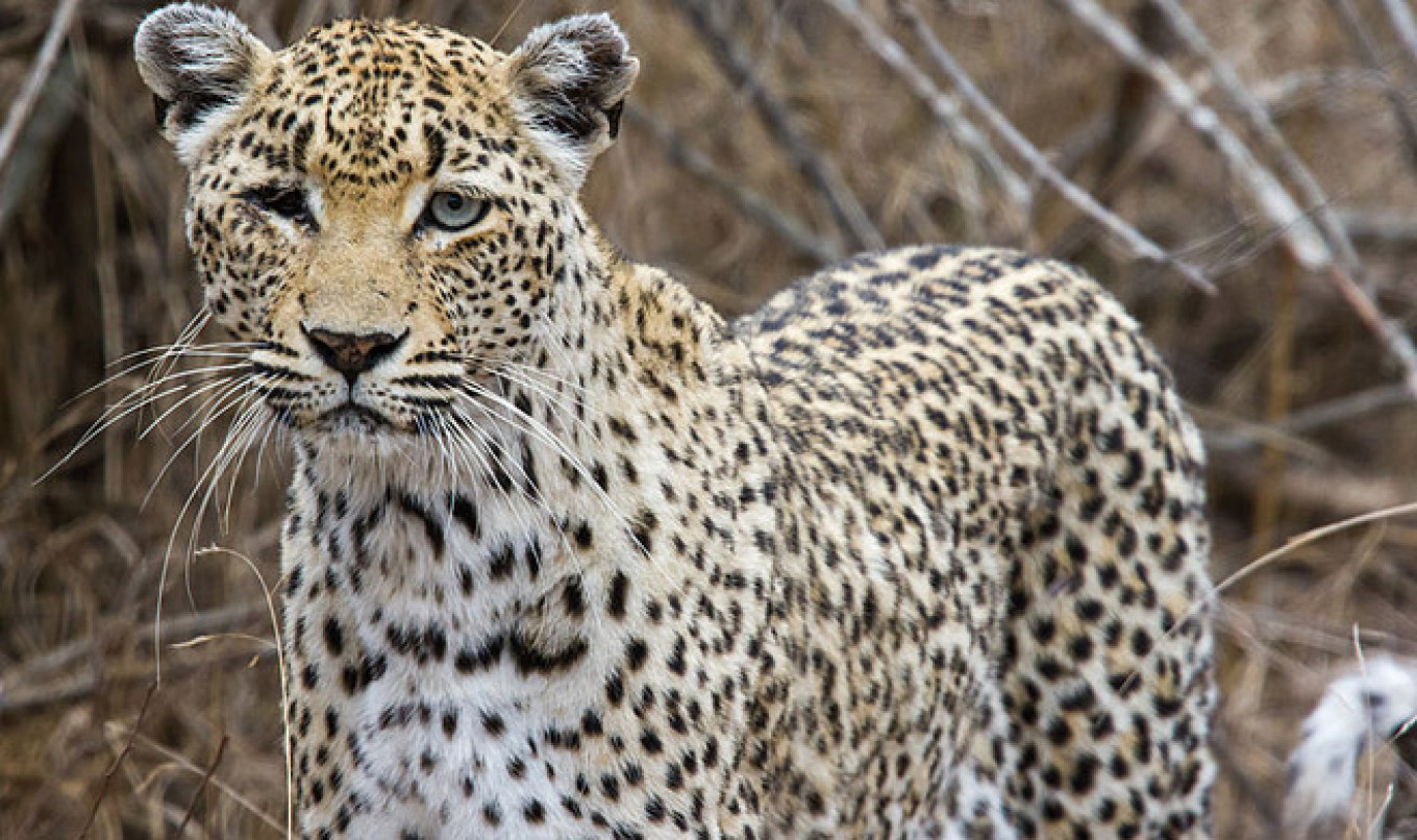 Leopard and Tiger Meat Seized From Moscow Mall