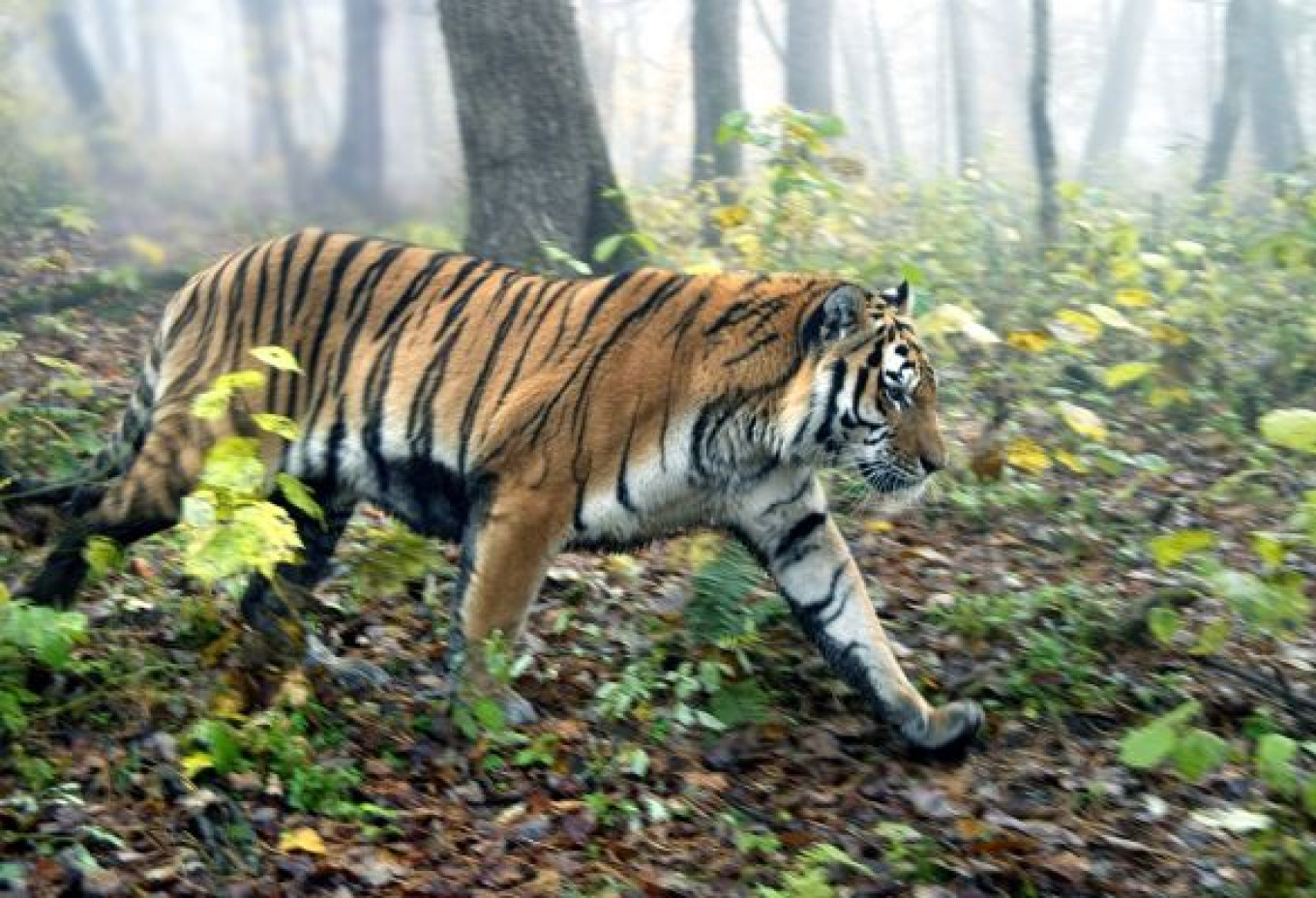 Tiger Attacks Dogs in Far East Village
