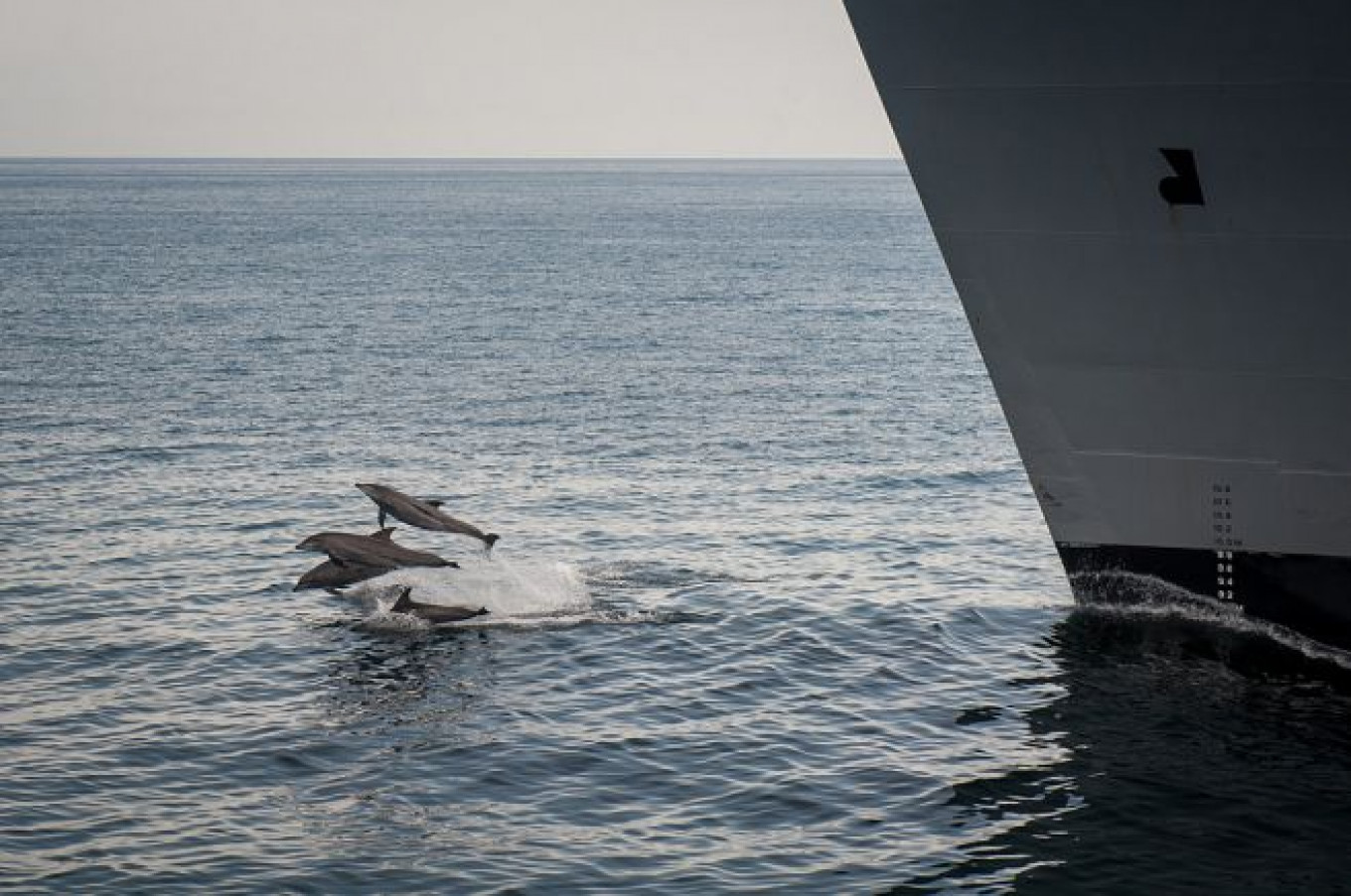 Crimea Aquarium Restarts Russian Navy Dolphin Training