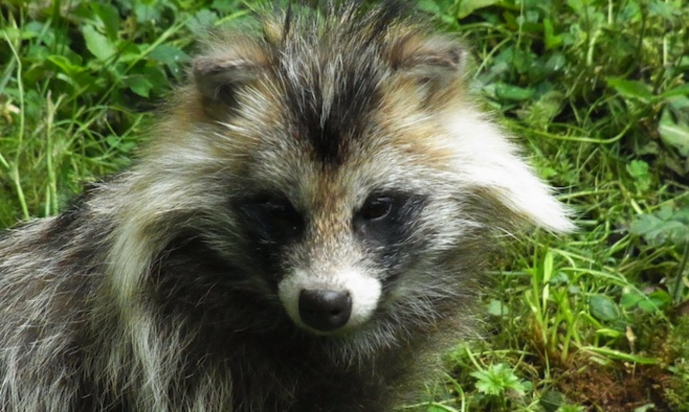 Raccoon Dog Rescued From Ice Drifting Out to Sea in Russian Far East