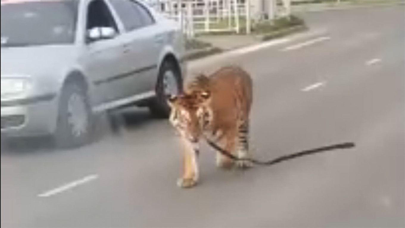 Tiger Breaks Free in Russian City, Seen Roaming Highway - The Moscow Times