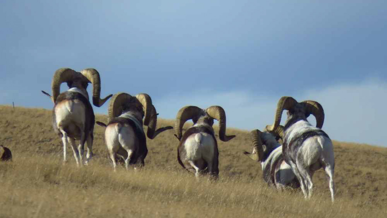 Siberian Environmentalist Detained for Poaching World’s Largest Sheep ...