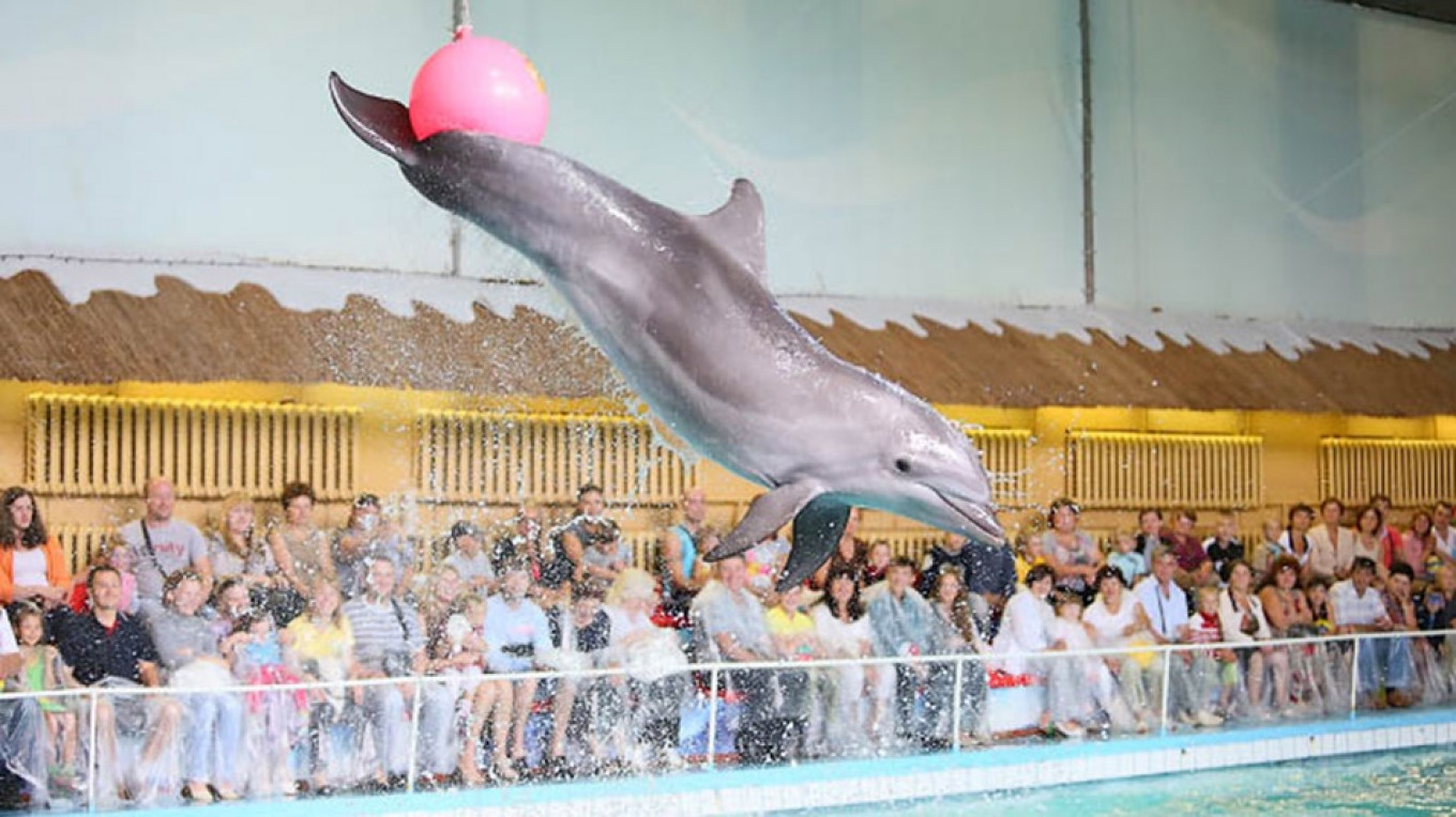 Dolphins Predict Russia Win Over Croatia in World Cup