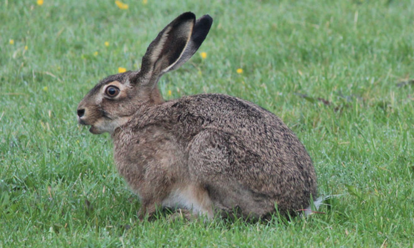 Hare Today, Gone Tomorrow