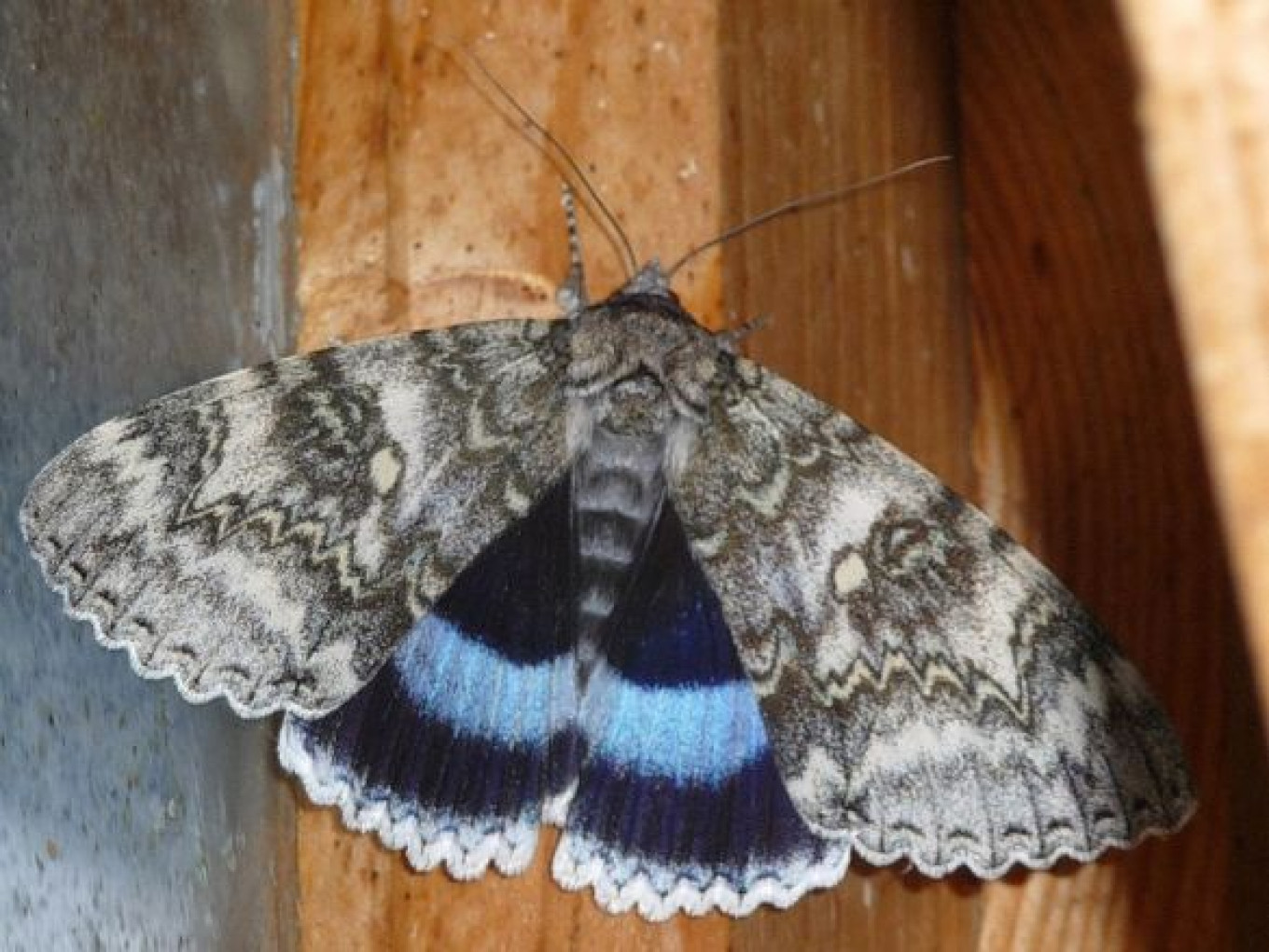 Rare Moth Sighted on Kamchatka