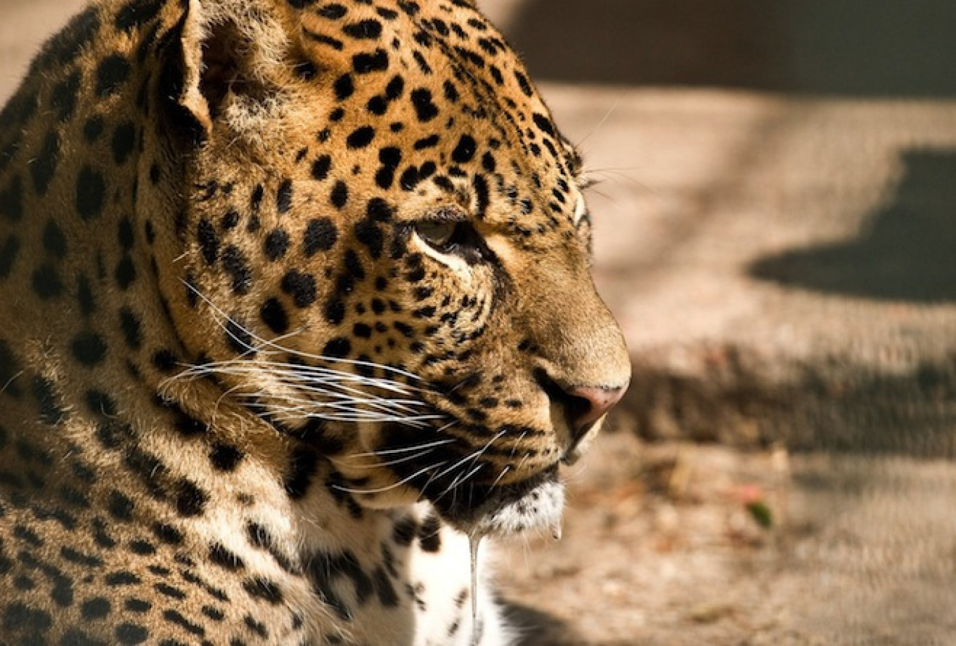 Unusually Old Leopard Found in Russia's Primorye Park
