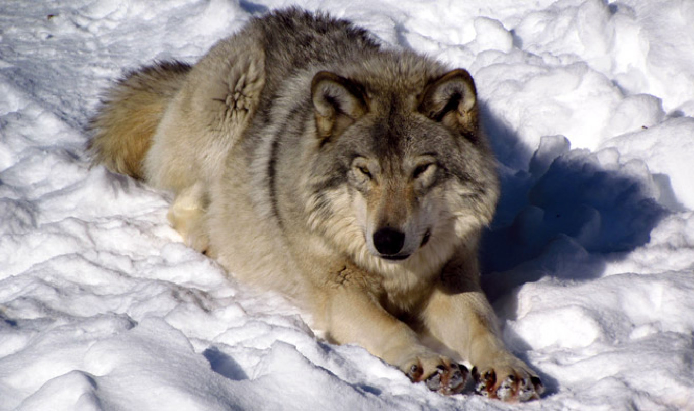 Wolf, Stray Dog Join Forces to Terrorize Murmansk Residents