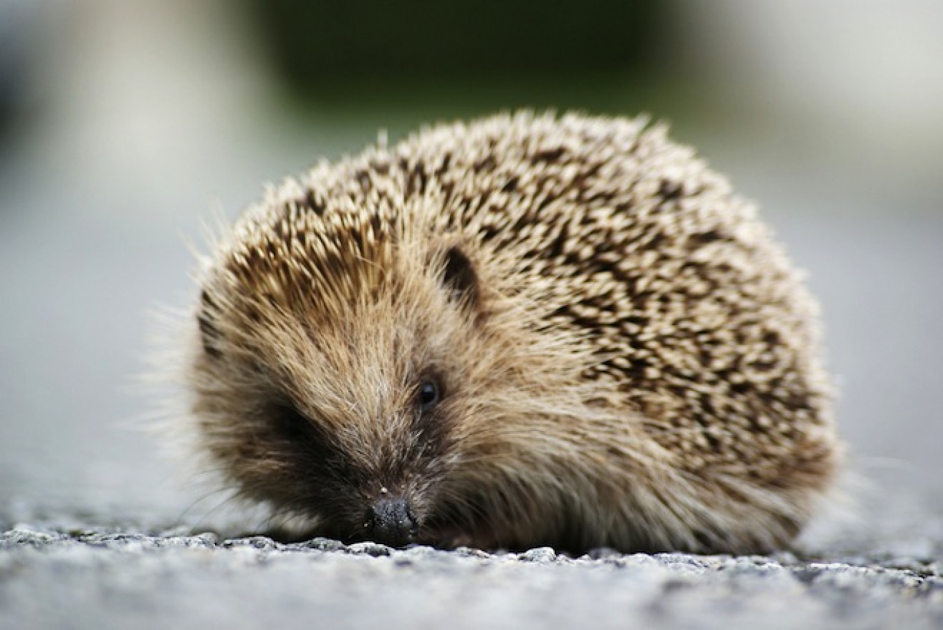 Rabid Hedgehog Bites Russian Photographer