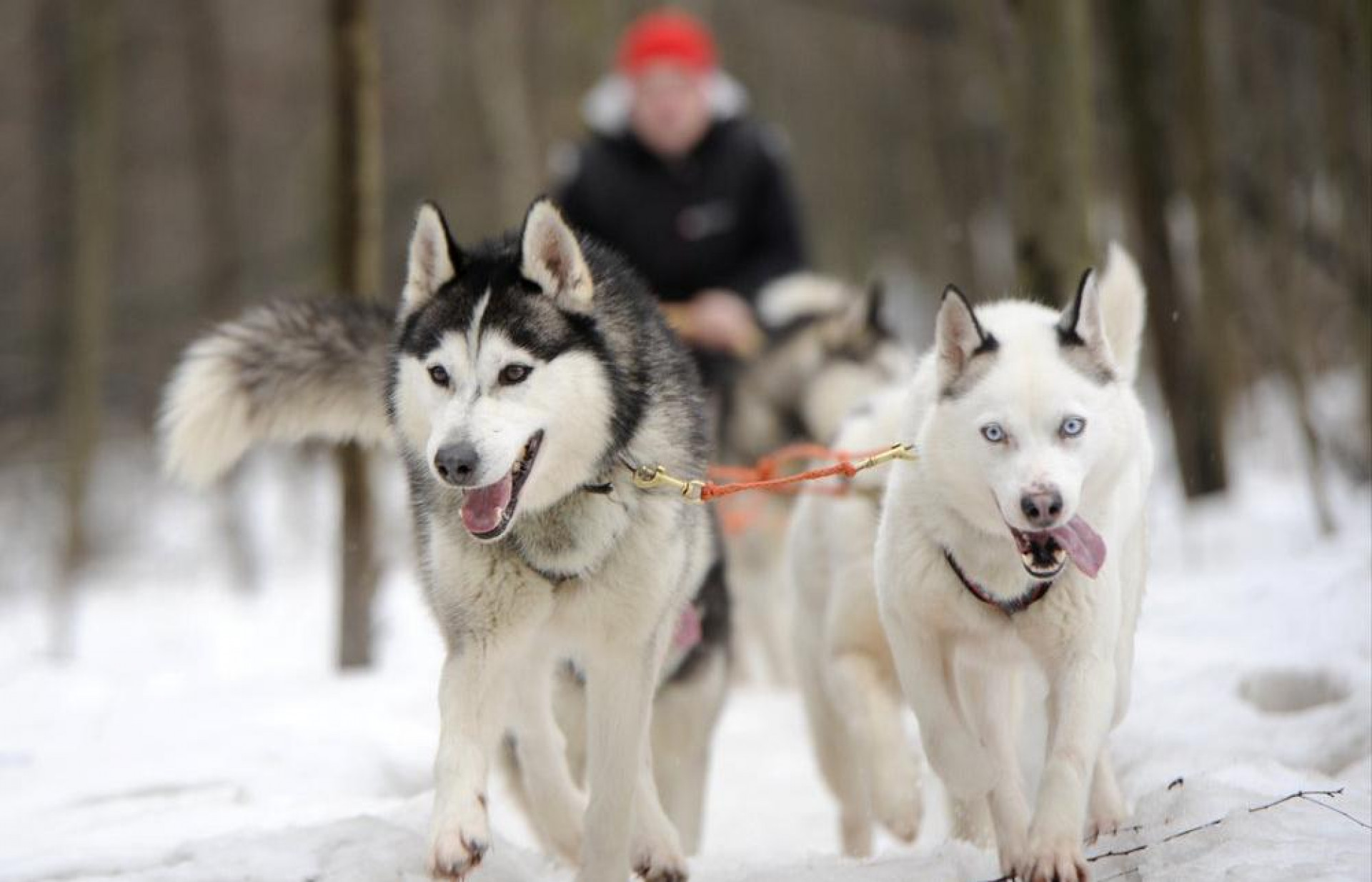 Husky Racing in Moscow