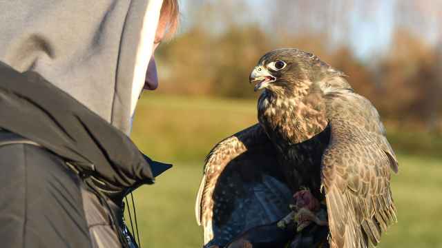Animals' Military Role Remembered in St. Pete
