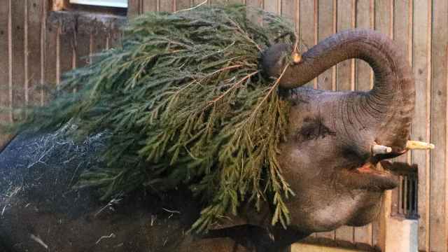 Russians Mourn Timur, the Goat Who Befriended a Tiger - The Moscow Times