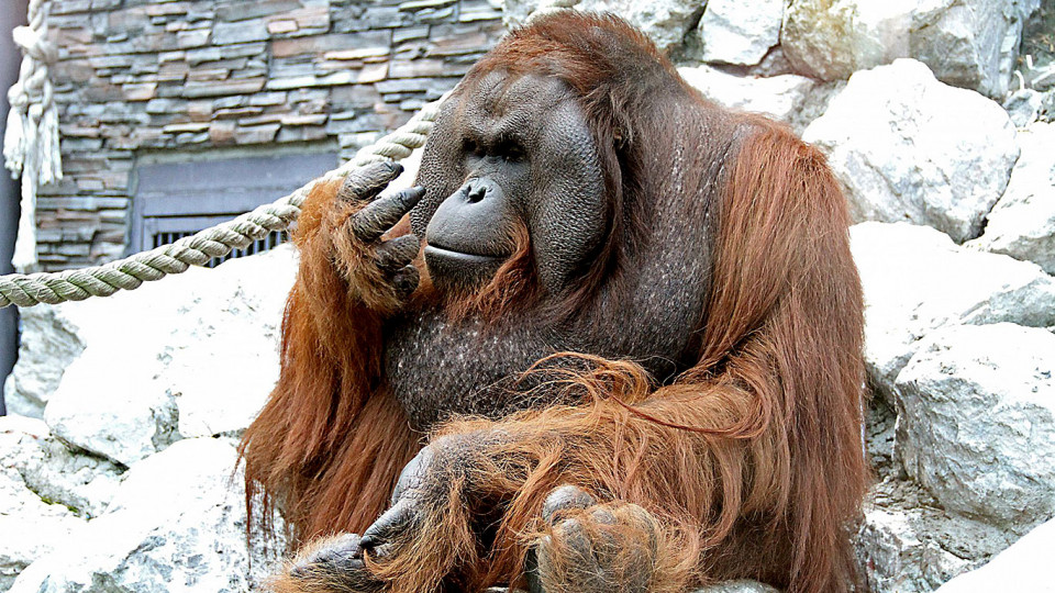 Meanwhile in Russia - The Moscow Times