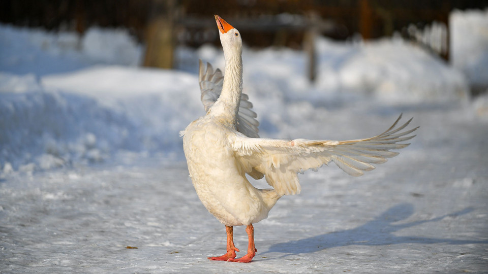 Meanwhile in Russia - The Moscow Times