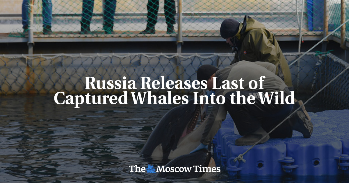 Russia Releases Last of Captured Whales Into the Wild - The Moscow Times