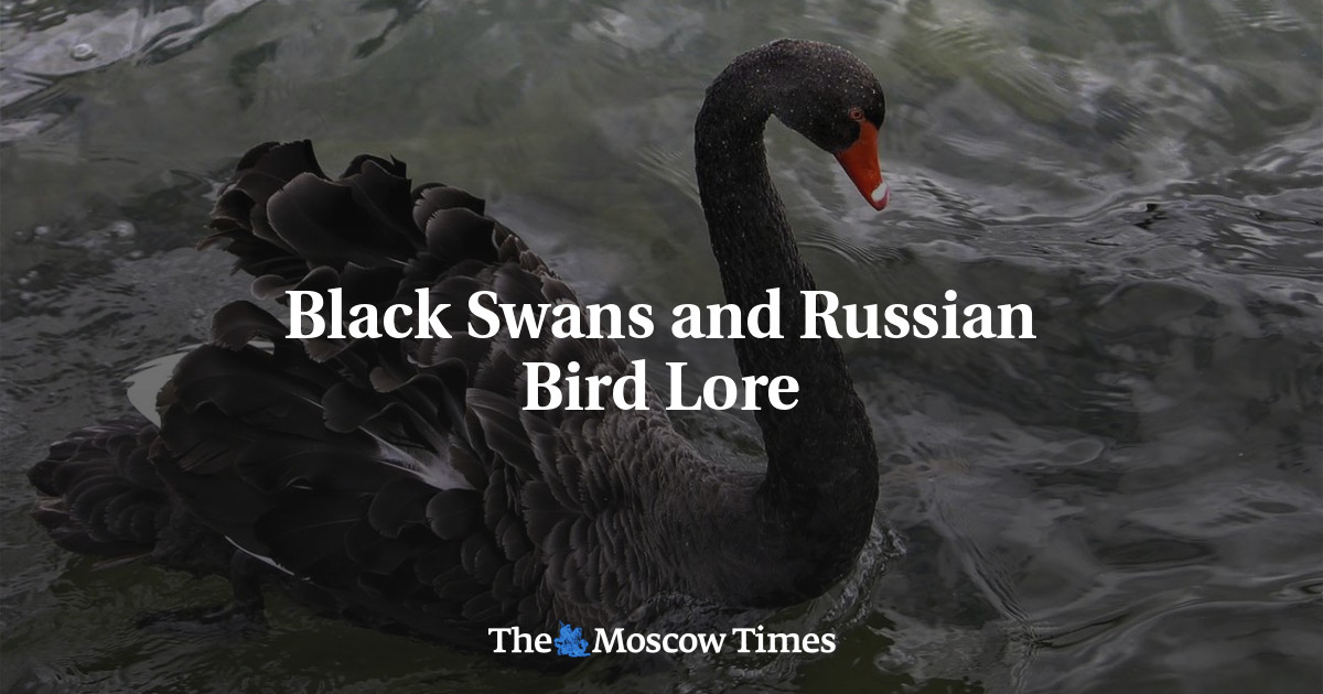 Black Swans and Russian Bird Lore - The Moscow Times