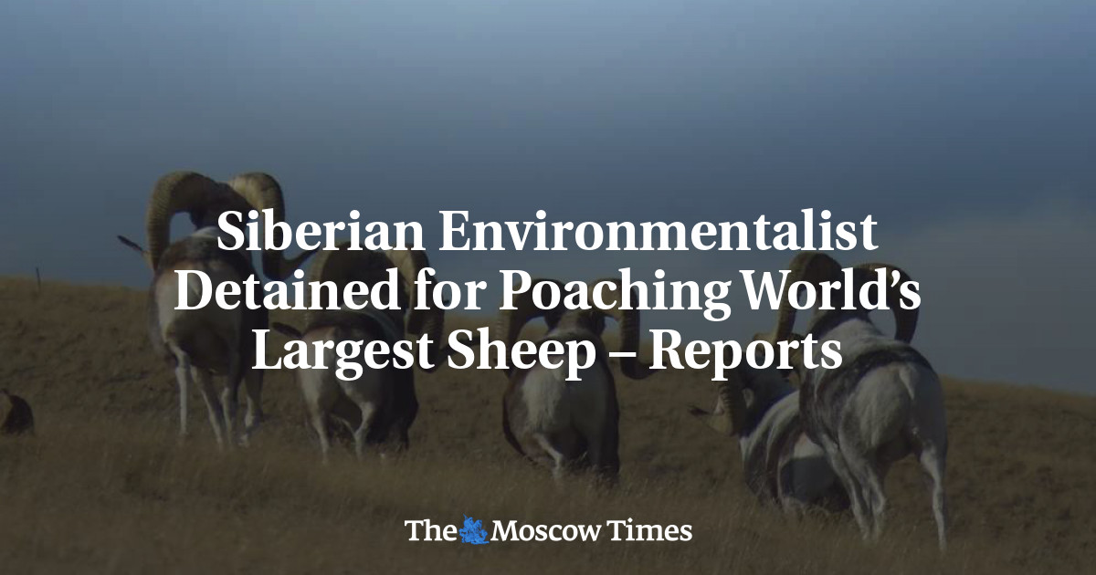 Siberian Environmentalist Detained for Poaching World’s Largest Sheep ...
