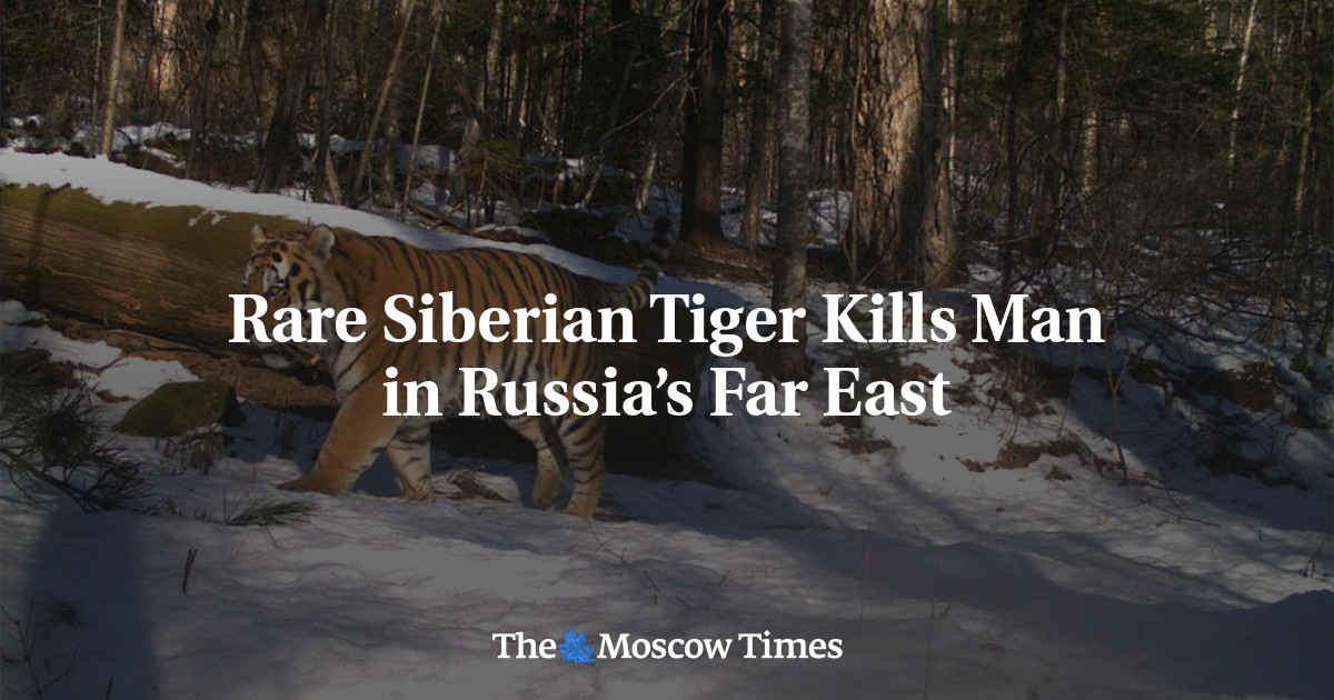 Rare Siberian Tiger Kills Man in Russia’s Far East - The Moscow Times