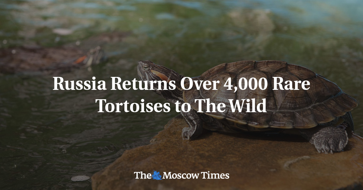 Russia Returns Over 4,000 Rare Tortoises to The Wild - The Moscow Times