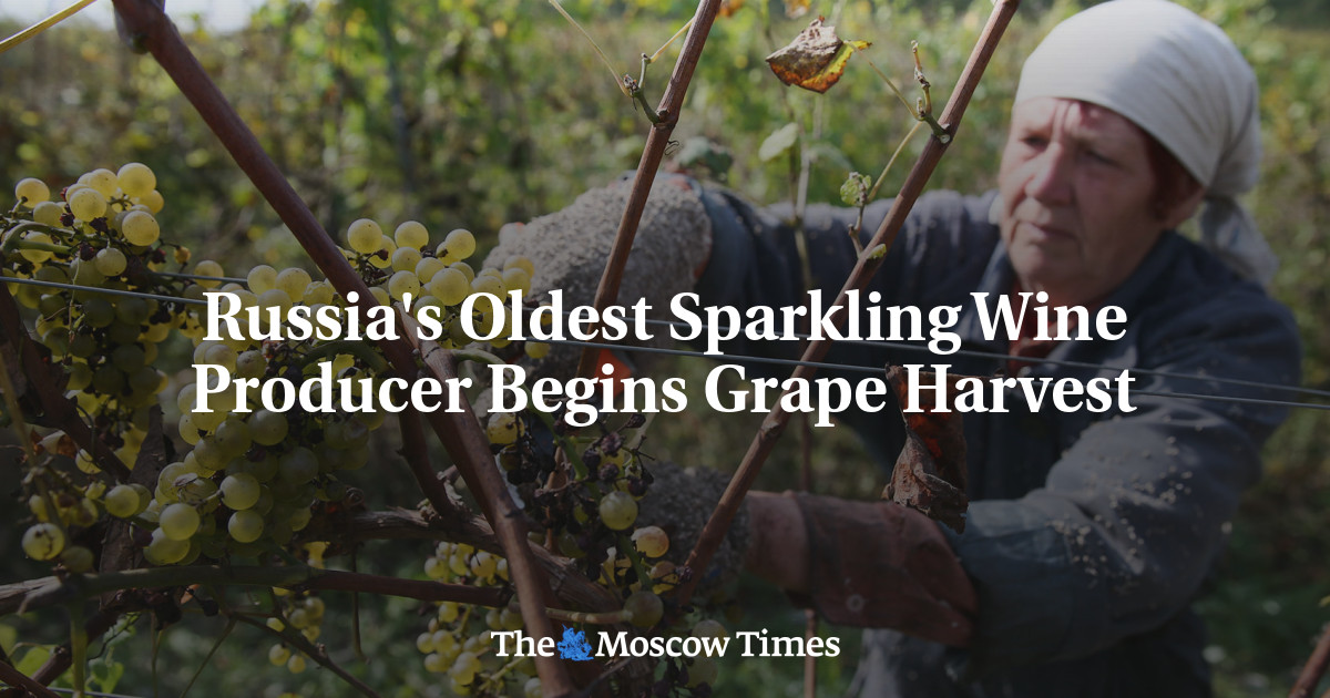 Russia's Oldest Sparkling Wine Producer Begins Grape Harvest - The ...