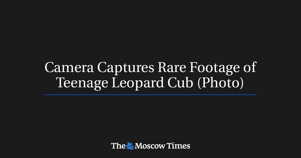 Camera Captures Rare Footage of Teenage Leopard Cub (Photo)