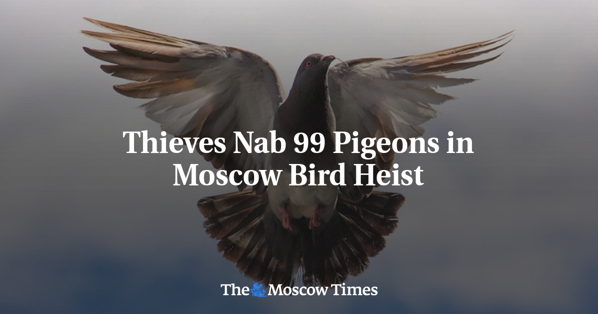 Thieves Nab 99 Pigeons in Moscow Bird Heist