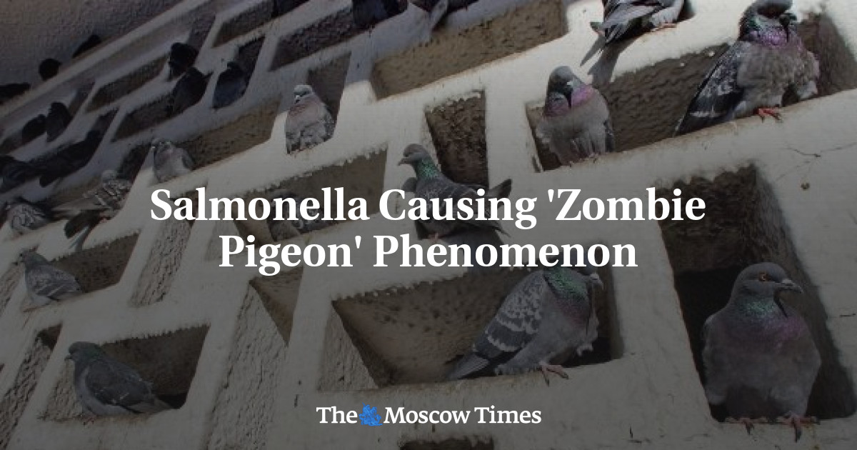 Salmonella Causing 'Zombie Pigeon' Phenomenon