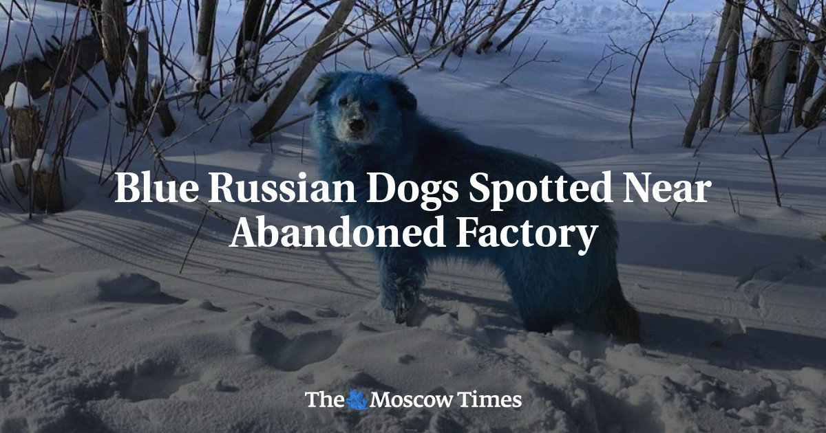 Blue Russian Dogs Spotted Near Abandoned Factory - The Moscow Times
