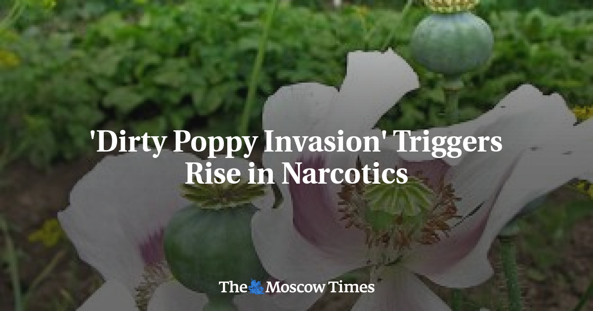 'Dirty Poppy Invasion' Triggers Rise in Narcotics