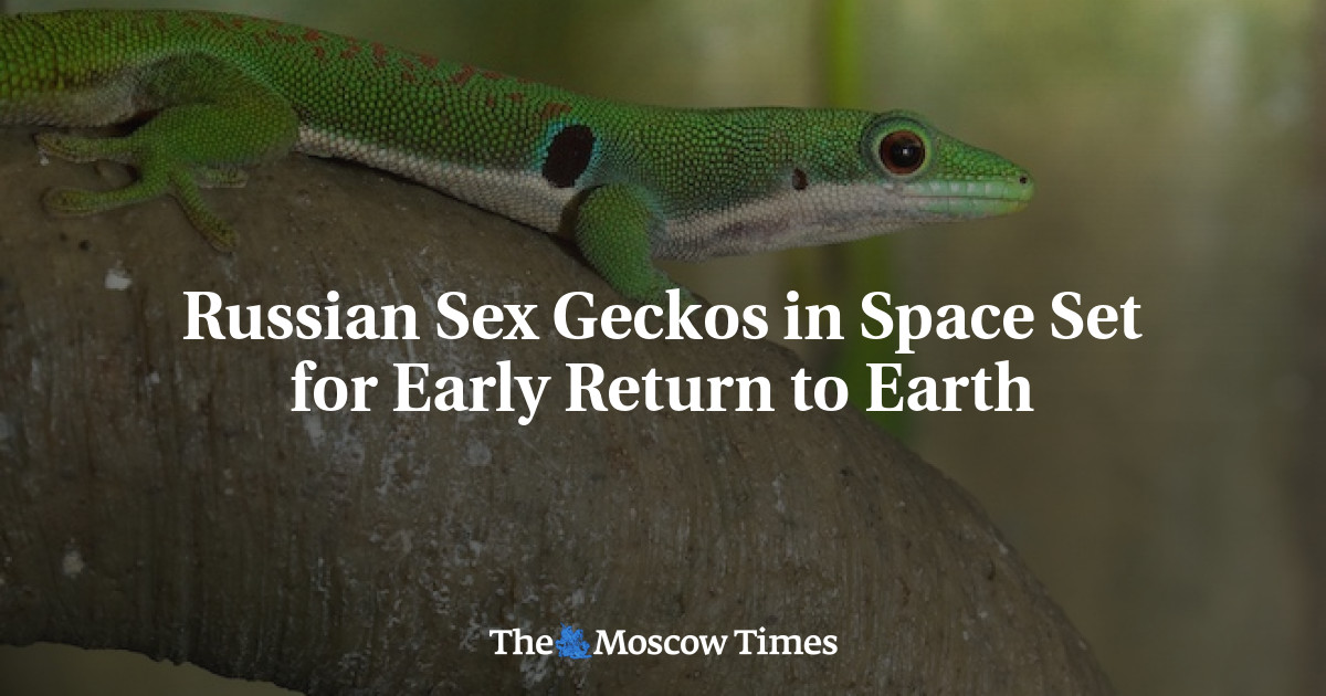 Russian Sex Geckos in Space Set for Early Return to Earth