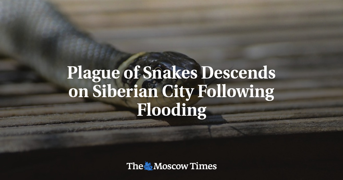 Plague of Snakes Descends on Siberian City Following Flooding
