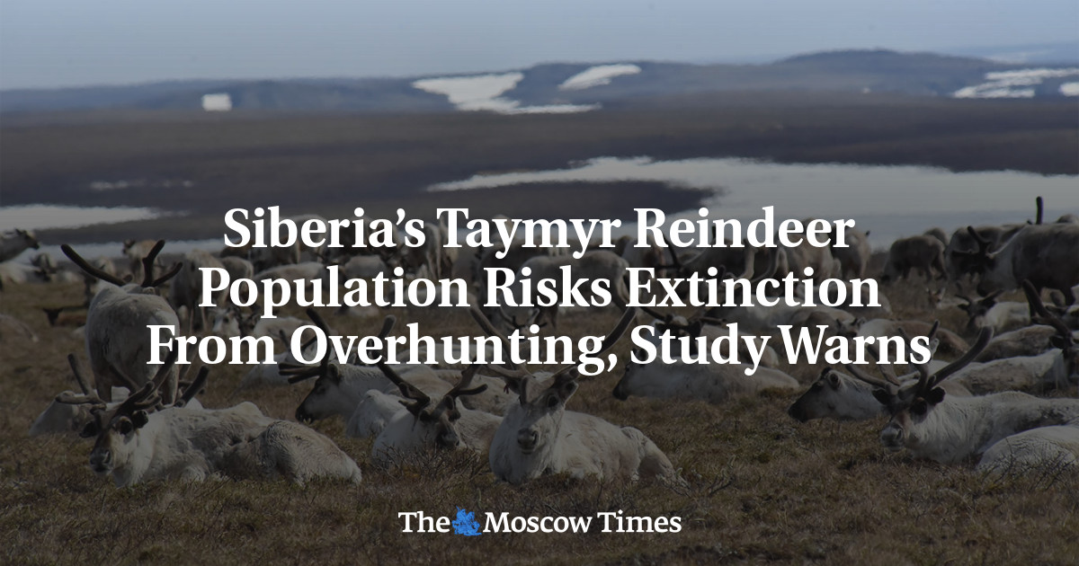 Siberia’s Taymyr Reindeer Population Risks Extinction From Overhunting ...