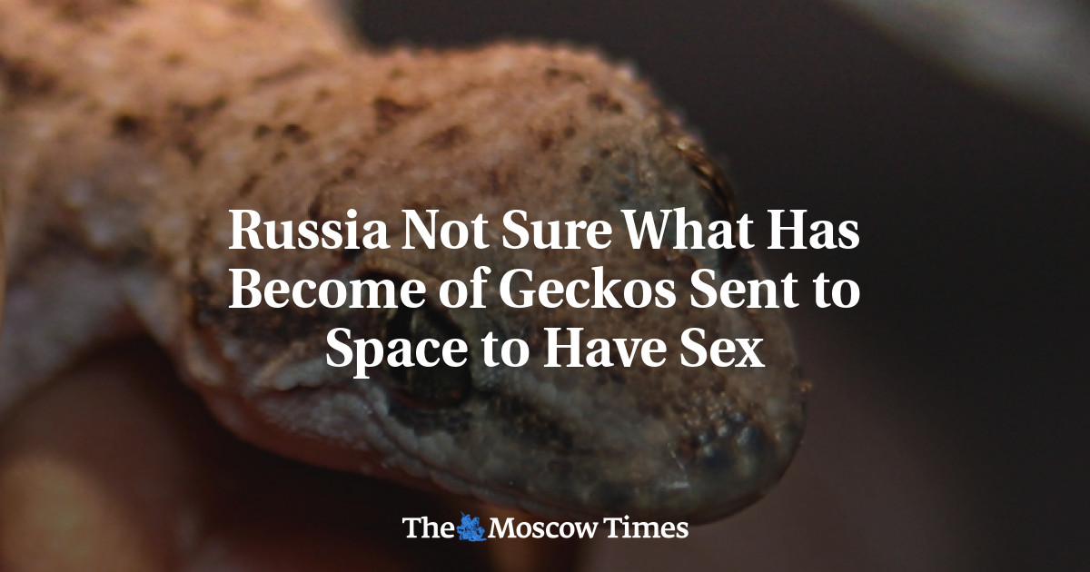 Russia Not Sure What Has Become of Geckos Sent to Space to Have Sex