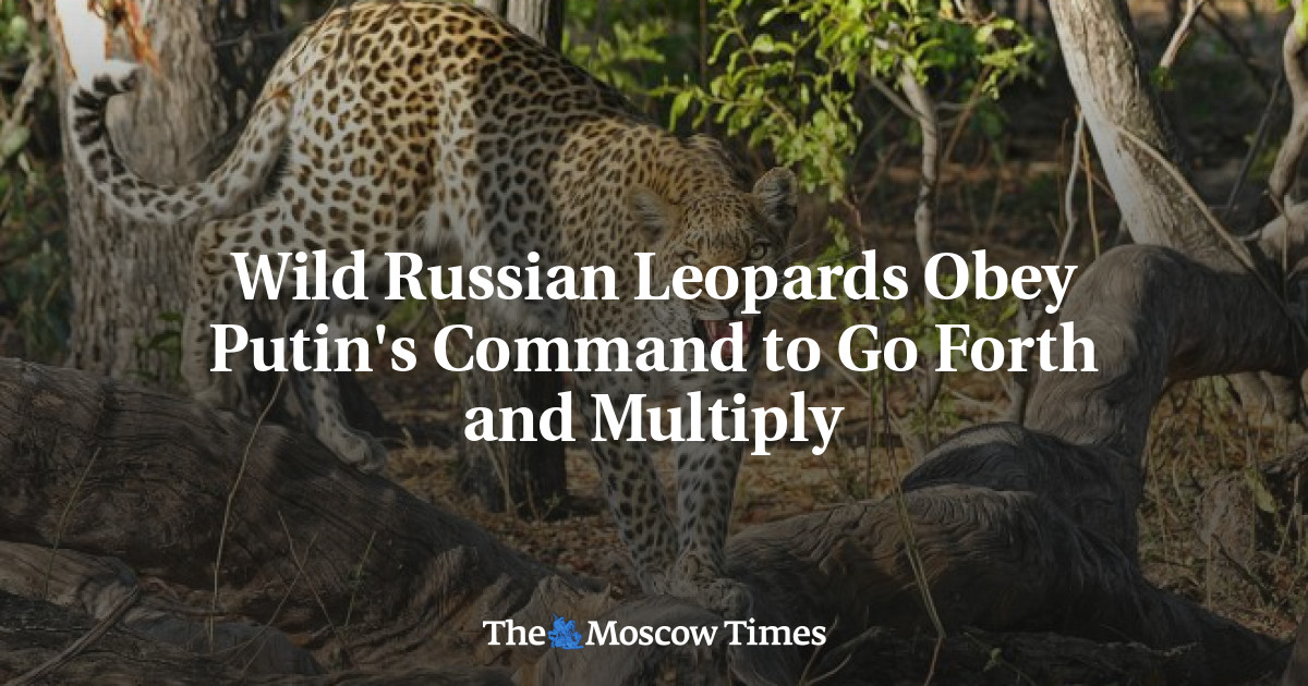 Wild Russian Leopards Obey Putin's Command to Go Forth and Multiply