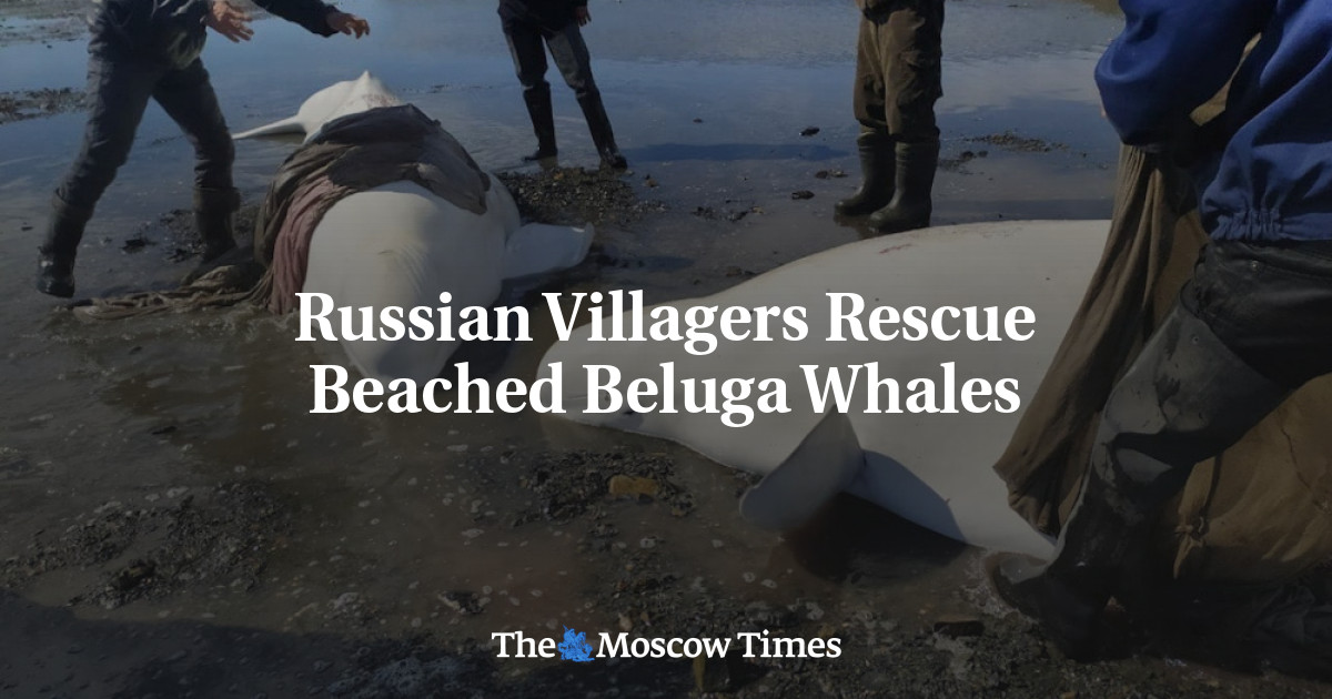 Russian Villagers Rescue Beached Beluga Whales - The Moscow Times