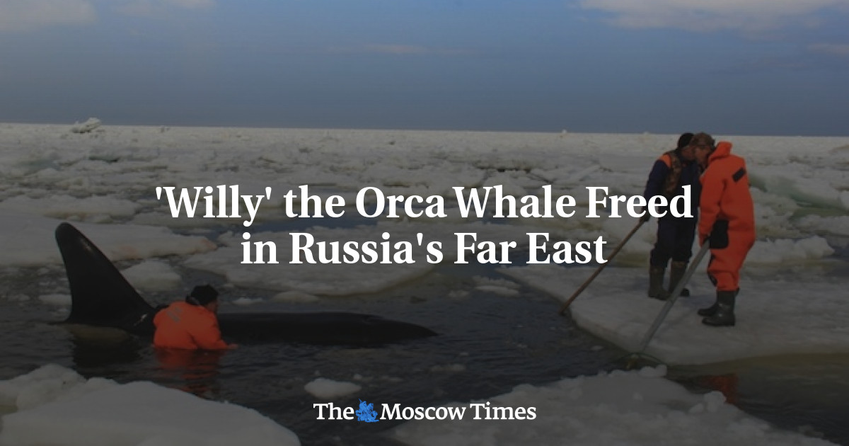 'Willy' the Orca Whale Freed in Russia's Far East