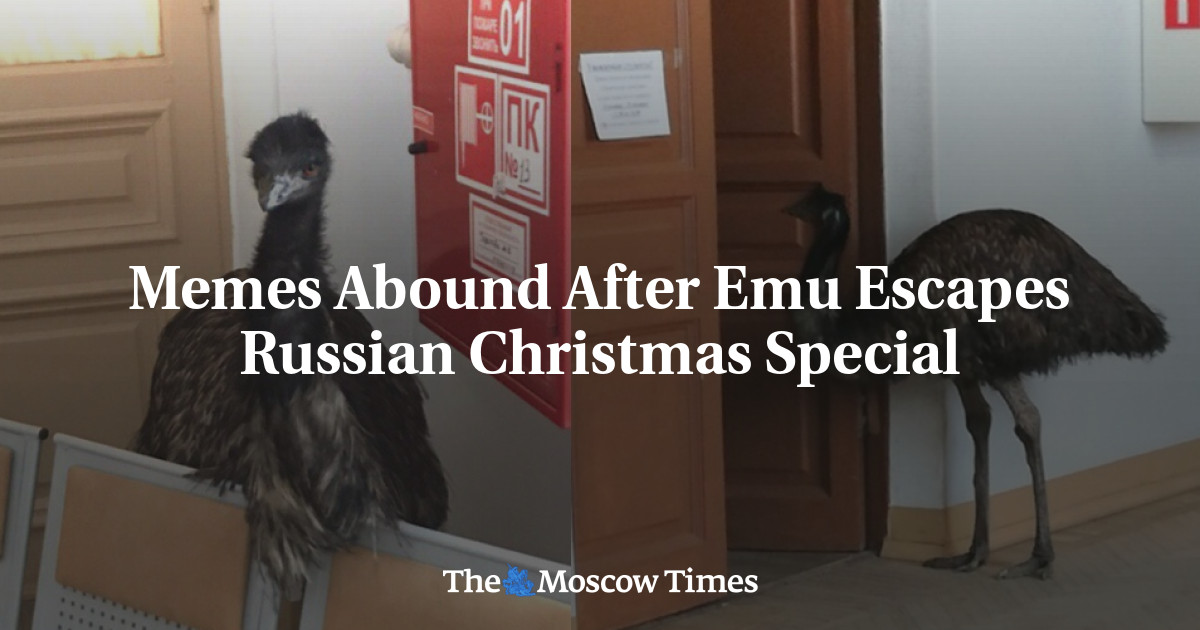 Memes Abound After Emu Escapes Russian Christmas Special