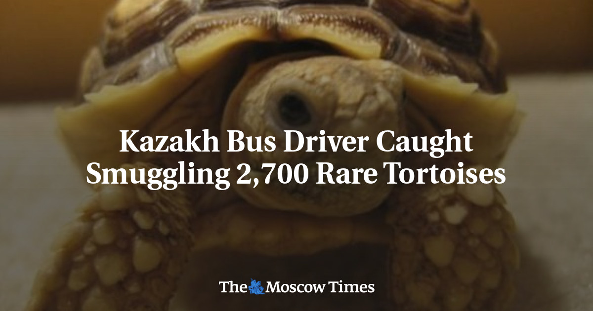 Kazakh Bus Driver Caught Smuggling 2,700 Rare Tortoises