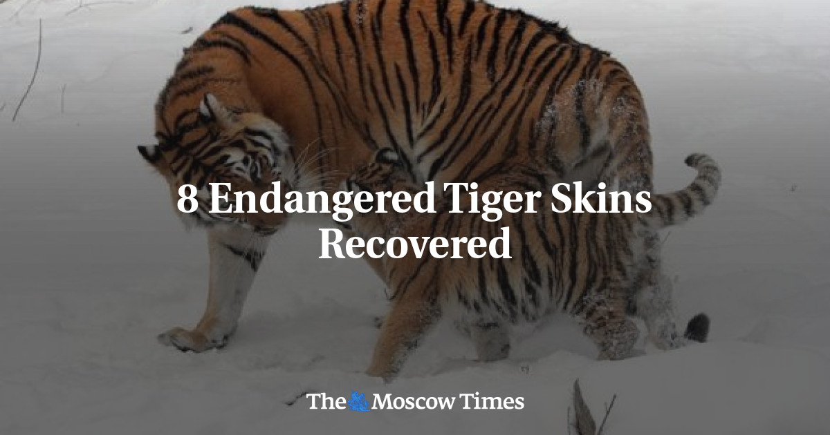 8 Endangered Tiger Skins Recovered