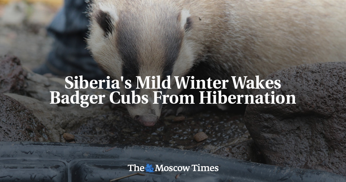Siberia's Mild Winter Wakes Badger Cubs From Hibernation - The Moscow Times